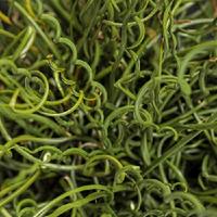 Photo of the leaves of Corkscrew Rush (Juncus effusus 'Curly Wurly ...