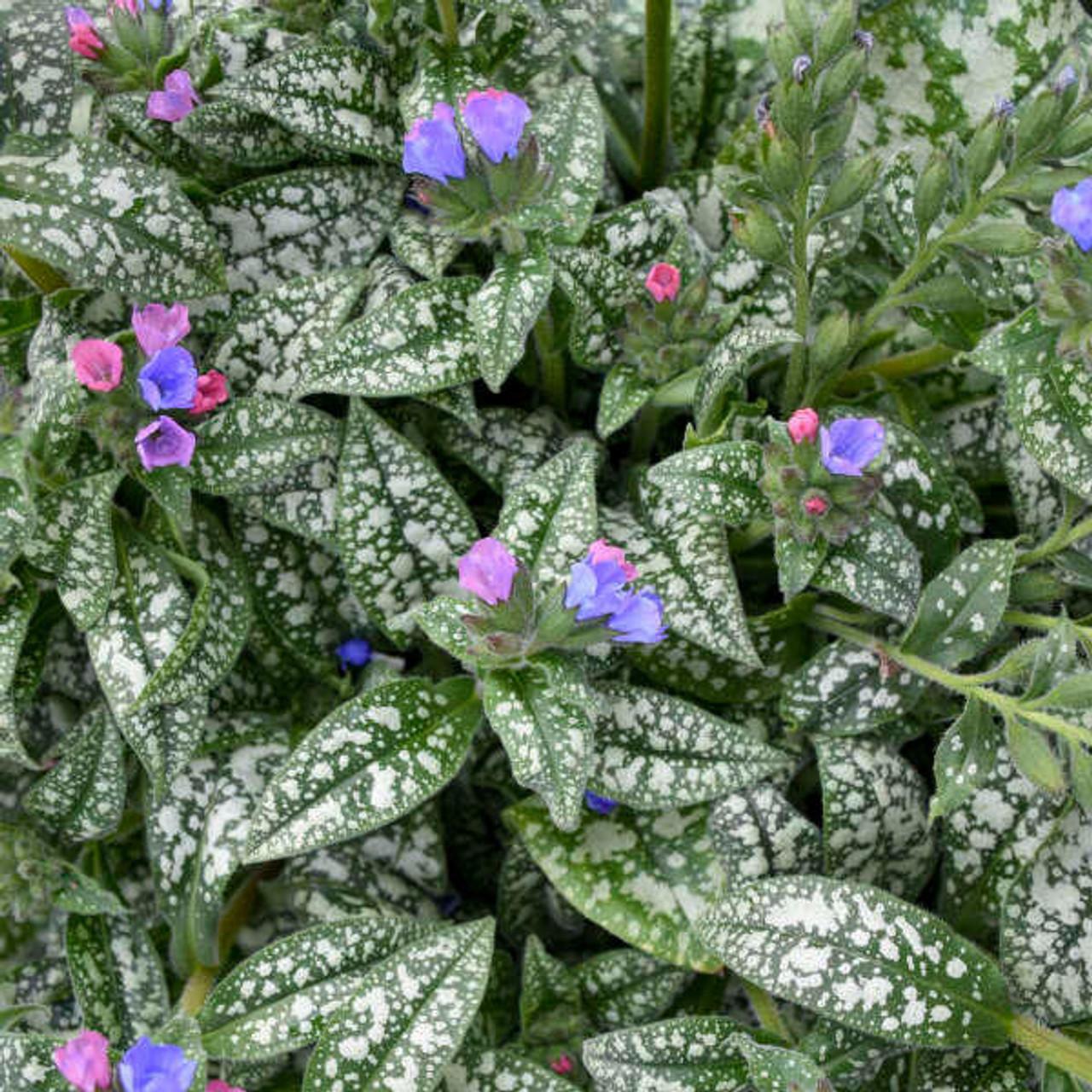 Photo of the leaves of Lungwort (Pulmonaria 'Pink-a-Blue') posted by ...