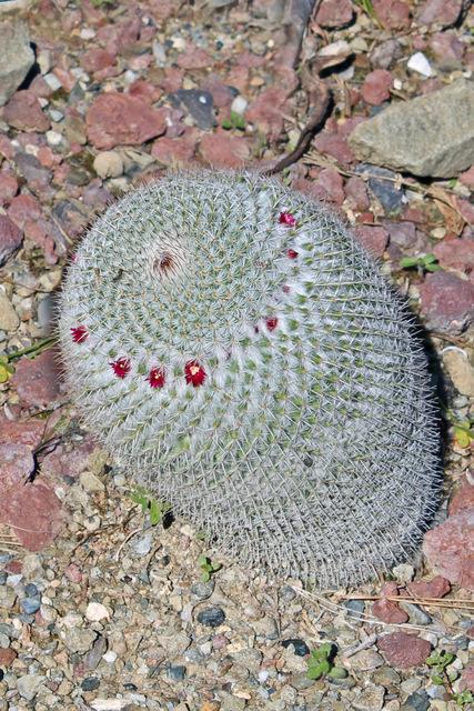 Photo of the entire plant of Caca de Burro (Mammillaria haageana ...