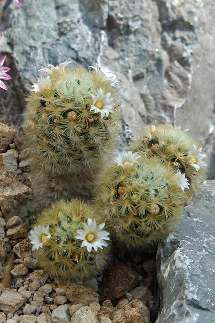 Photo of the entire plant of Isla Carmen Pincushion Cactus (Mammillaria ...
