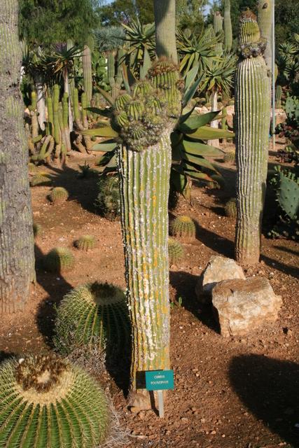 Photo of the entire plant of Cone Cactus (Cephalocereus polylophus ...