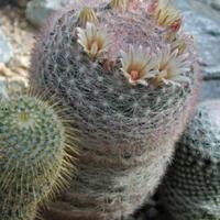 Photo of the entire plant of Snowball Cactus (Mammillaria candida ...