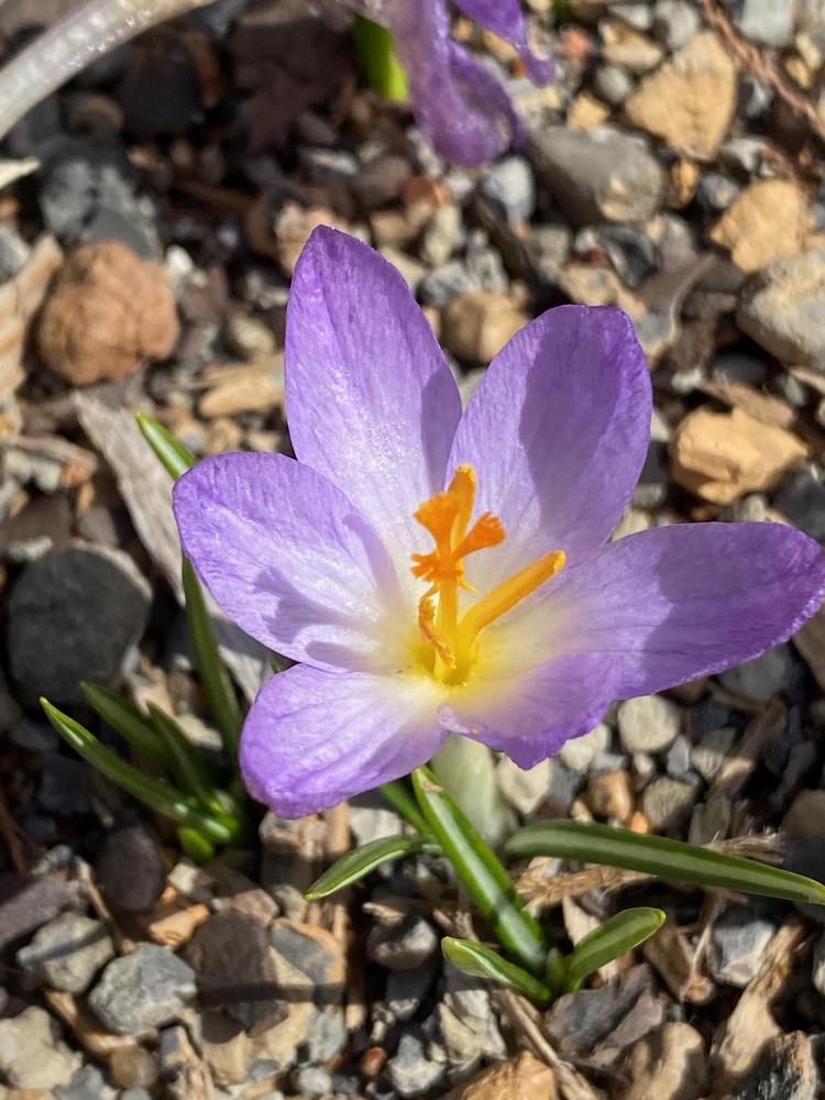 Corsican Crocus (Crocus corsicus) in the Crocus Database - Garden.org