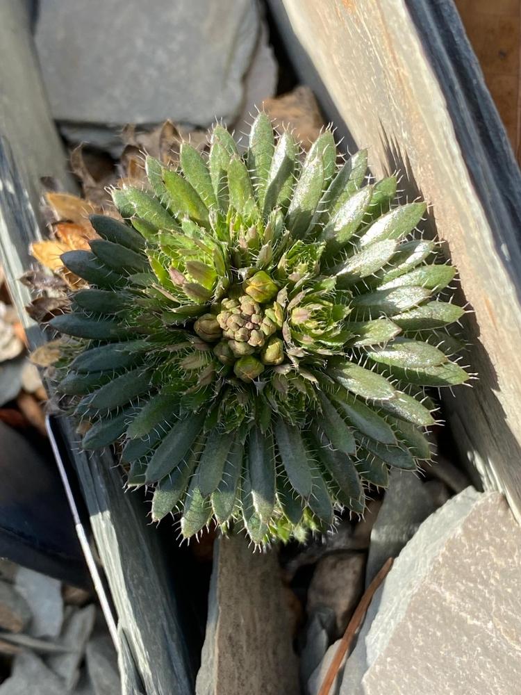 Photo of the entire plant of Draba cuspidata posted by SL_gardener ...