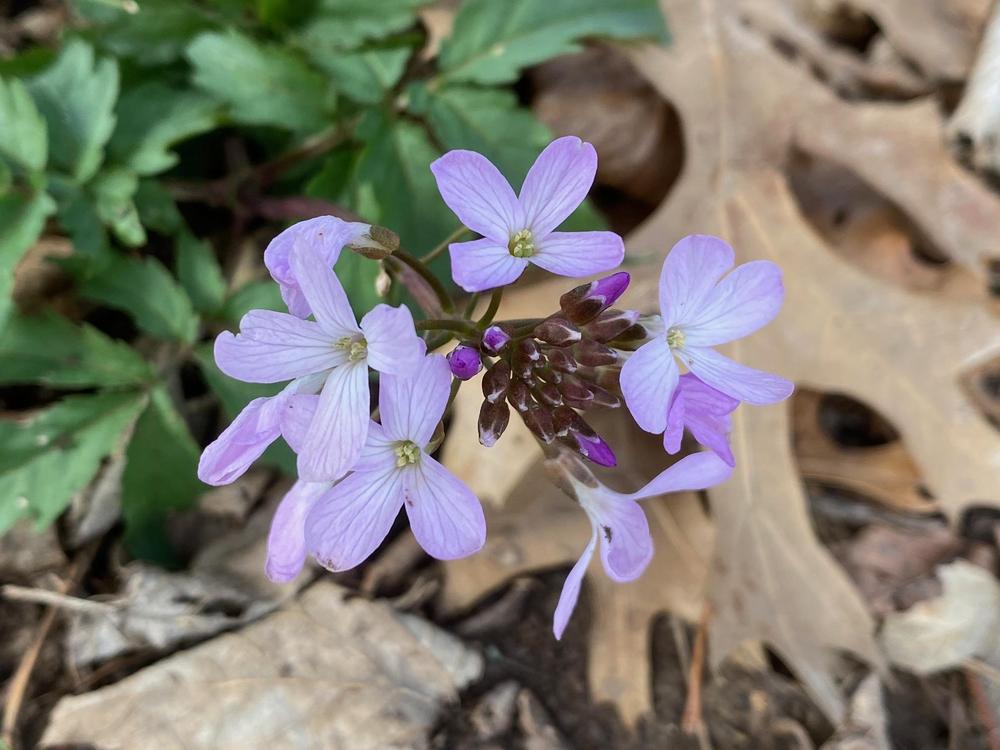 Photo of the bloom of Cardamine quinquefolia posted by SL_gardener ...