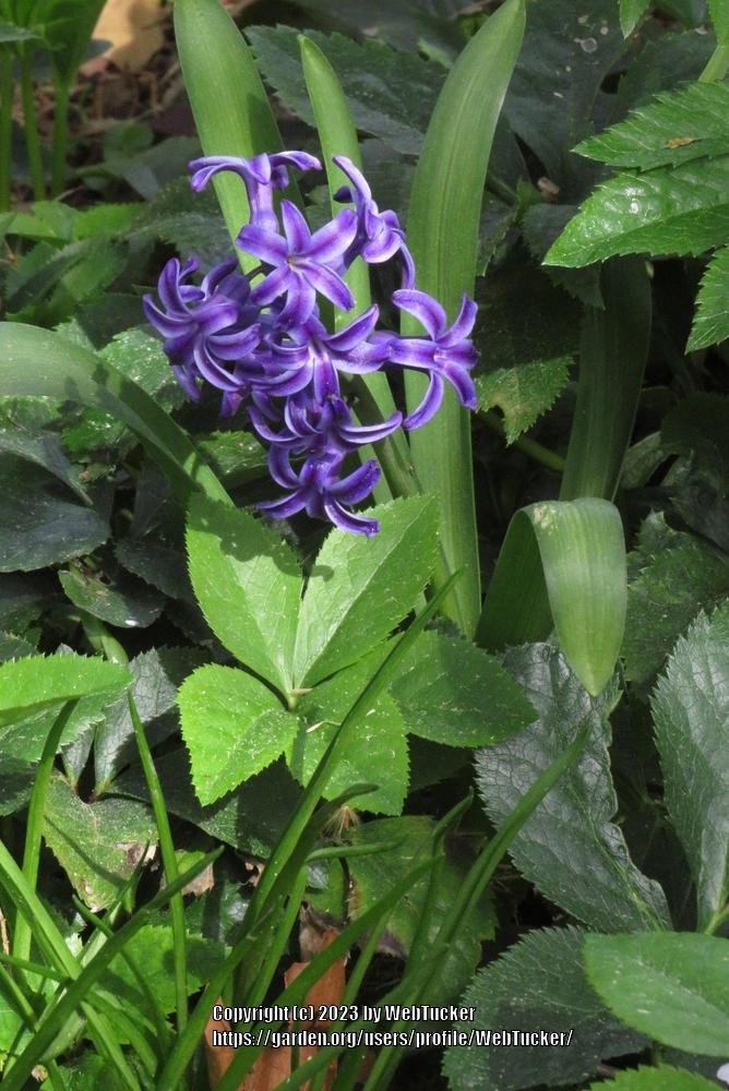 Photo of the bloom of Hyacinth (Hyacinthus orientalis) posted by WebTucker - Garden.org