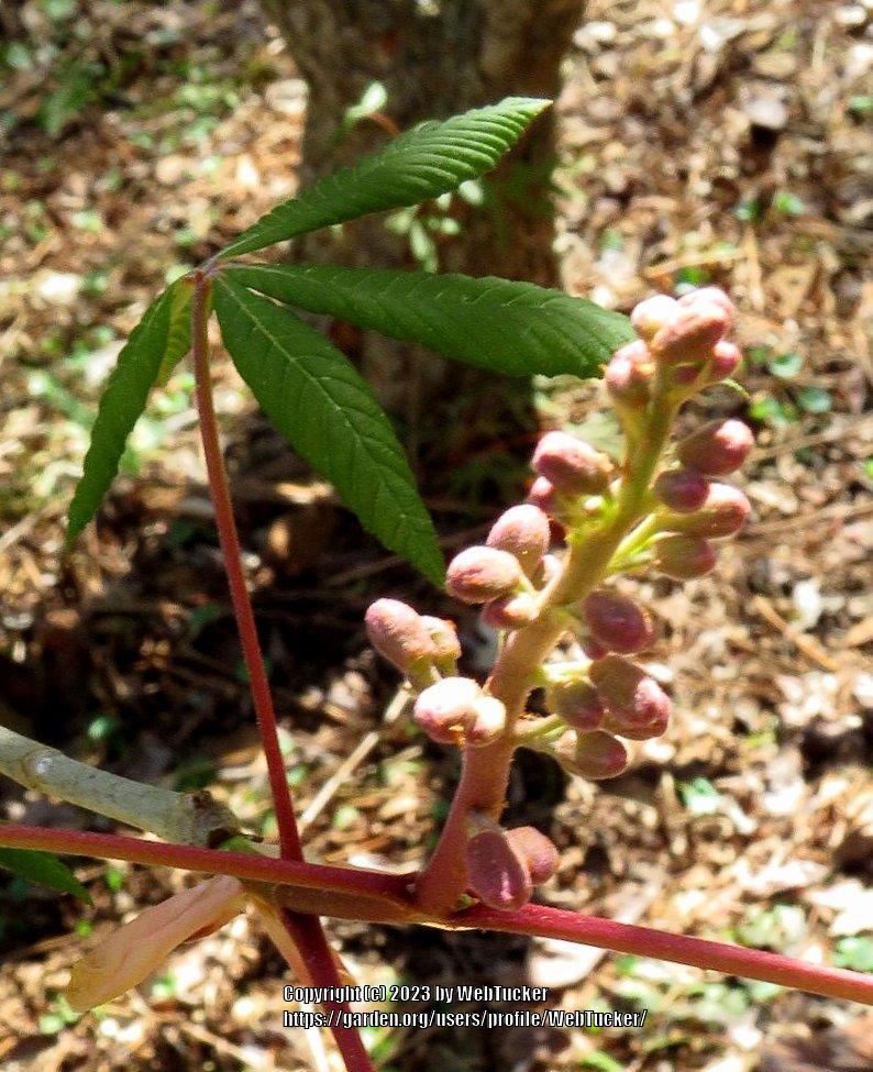 Photo of the closeup of buds, sepals and receptacles of Red Buckeye ...
