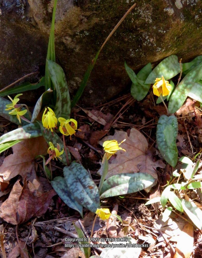 Photo of the entire plant of Dimpled Troutlily (Erythronium umbilicatum ...