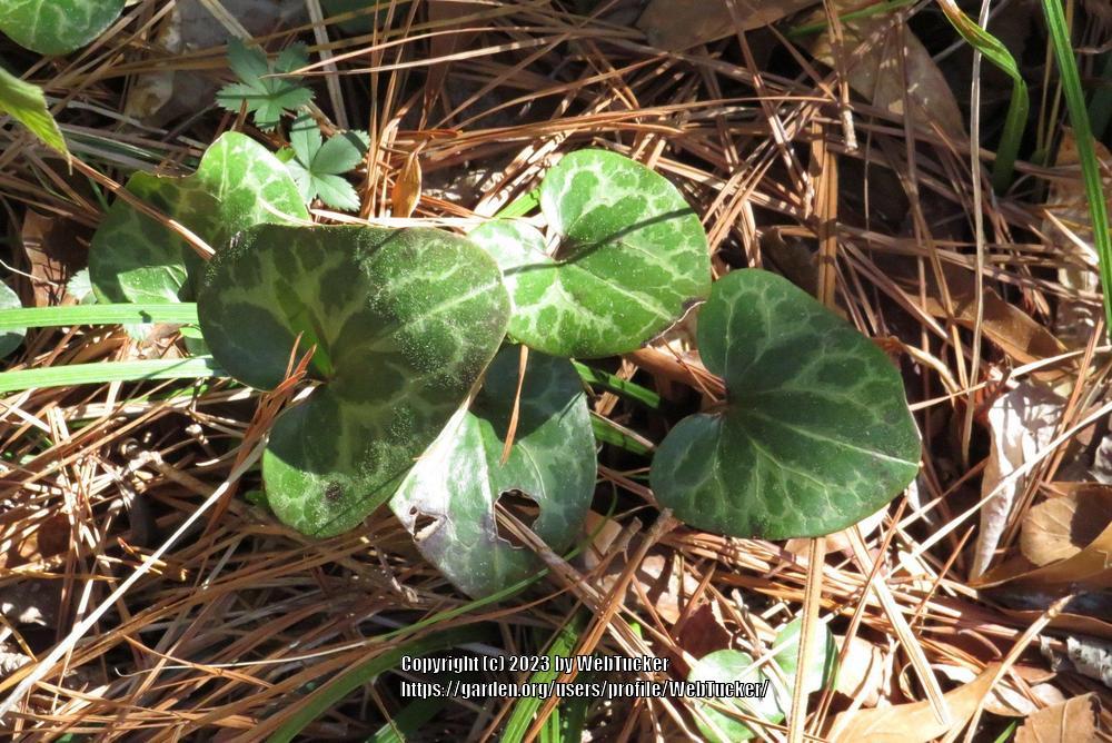 Photo of the entire plant of Lewis' Heartleaf (Hexastylis lewisii ...