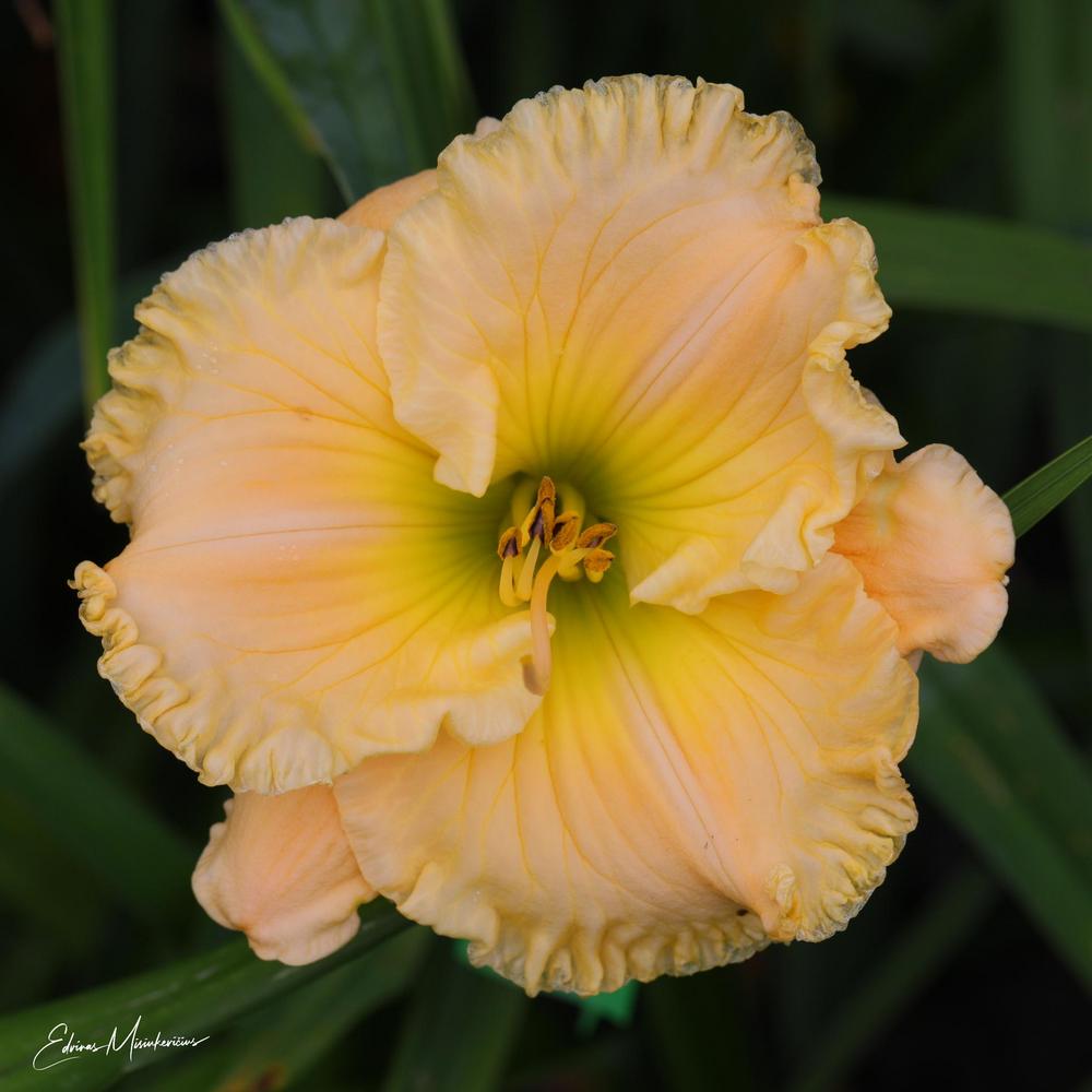 Photo of the bloom of Daylily (Hemerocallis 'Endowed with Beauty ...