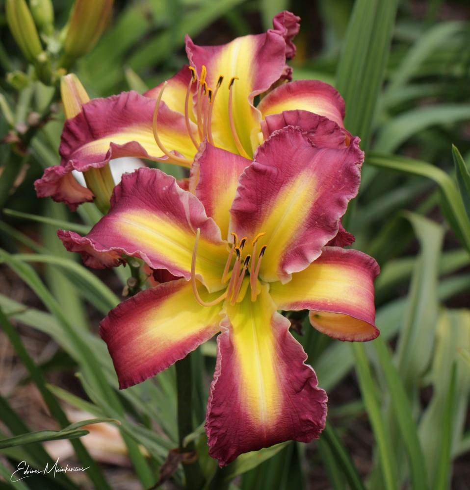 Photo of the bloom of Daylily (Hemerocallis 'Larry's Candy Stripe ...