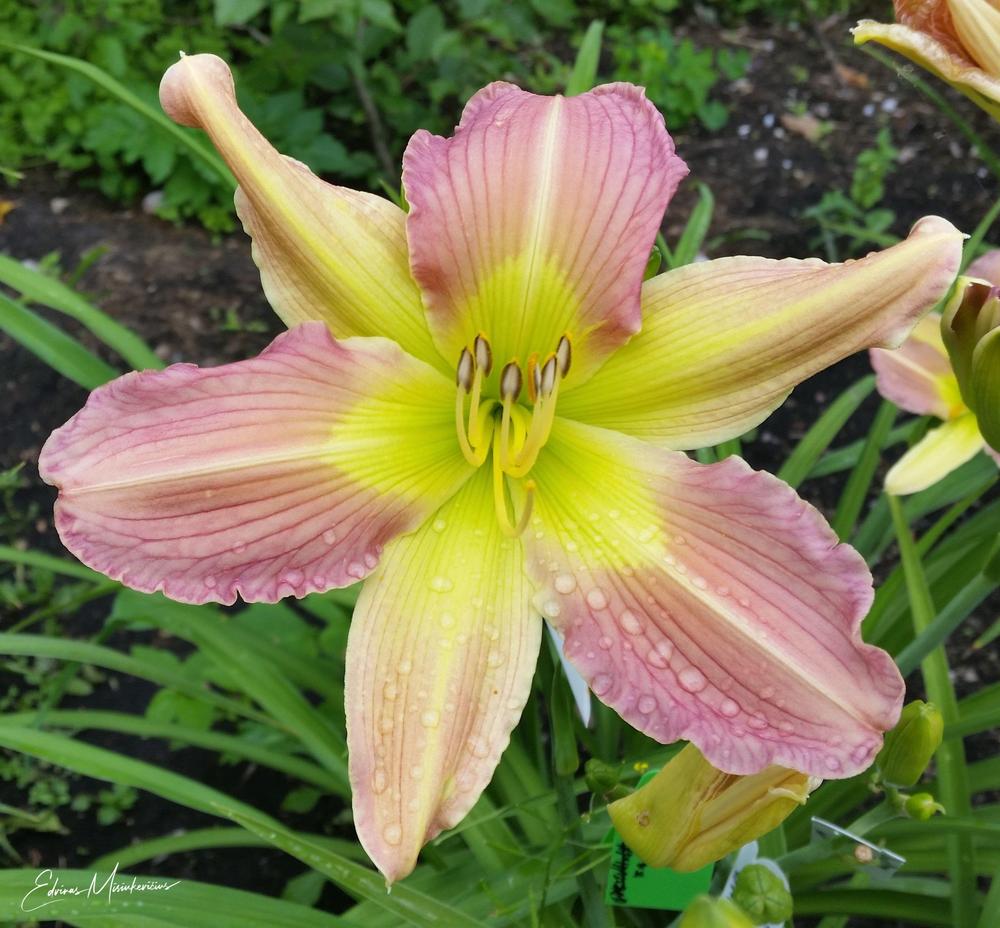 Photo of the bloom of Daylily (Hemerocallis 'Prague Spring') posted by ...