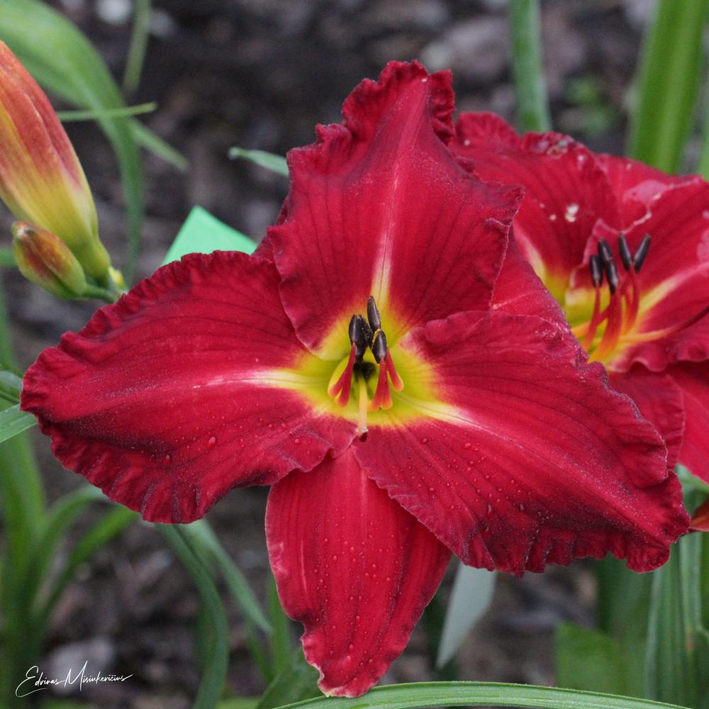 Photo of the bloom of Daylily (Hemerocallis 'Ruth Oliver') posted by ...