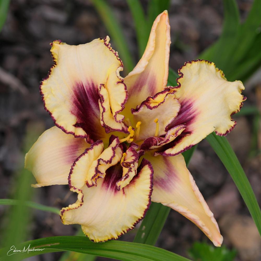 Photo of the bloom of Daylily (Hemerocallis 'Strikingly Dramatic ...