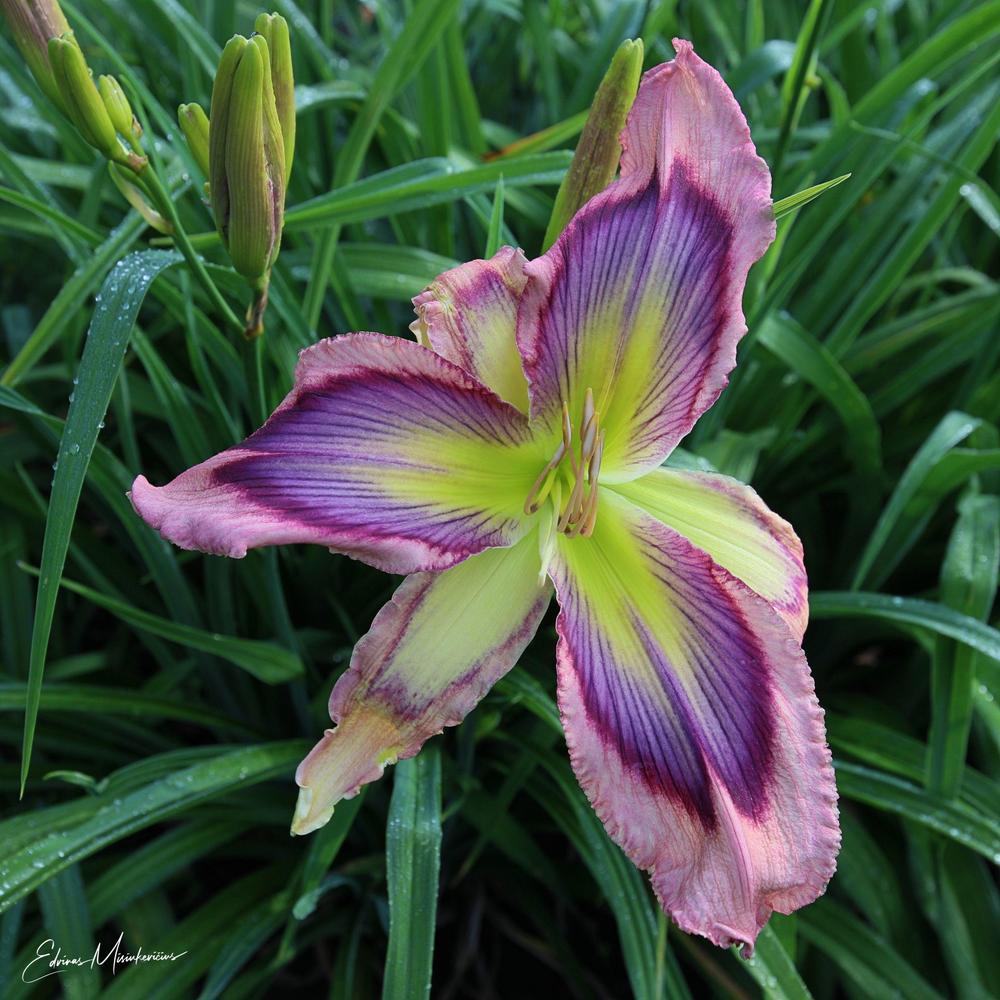 Photo of the bloom of Daylily (Hemerocallis 'Exotic Starfish') posted ...