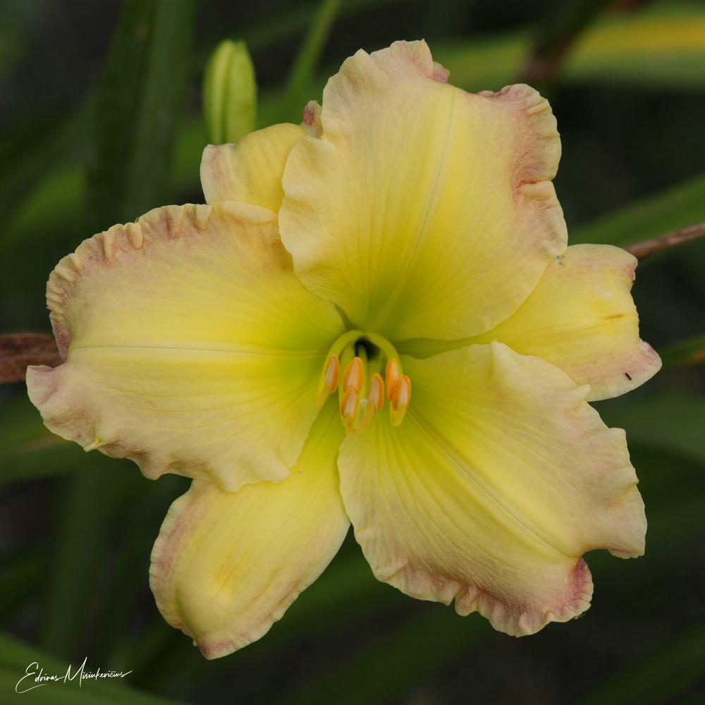 Photo of the bloom of Daylily (Hemerocallis 'Janet Grebus Murphy ...