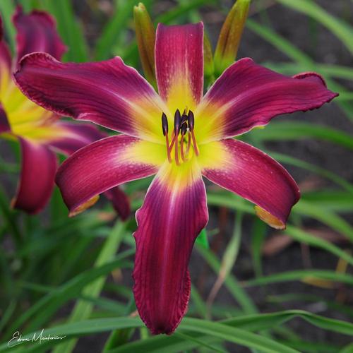Daylily (Hemerocallis 'Pookadook') in the Daylilies Database - Garden.org