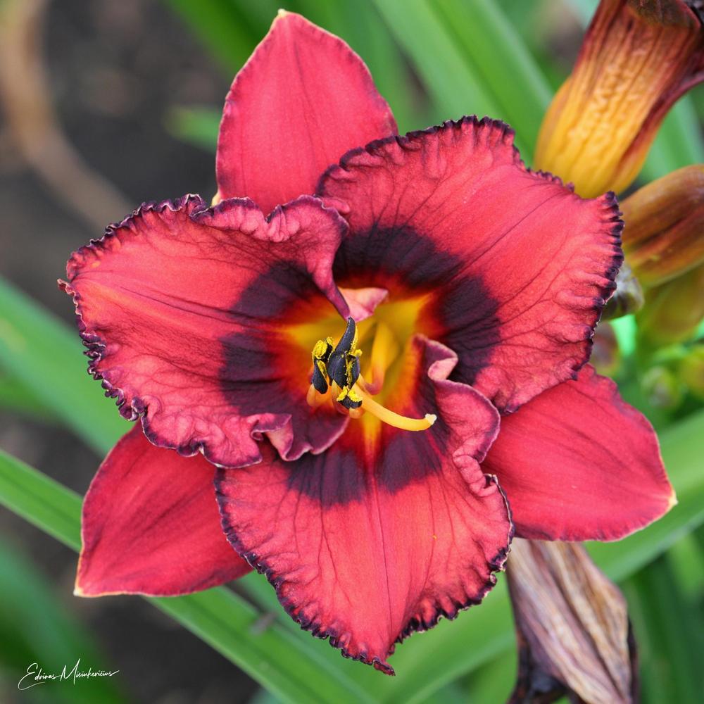 Photo of the bloom of Daylily (Hemerocallis 'Gypsy Traveler') posted by ...