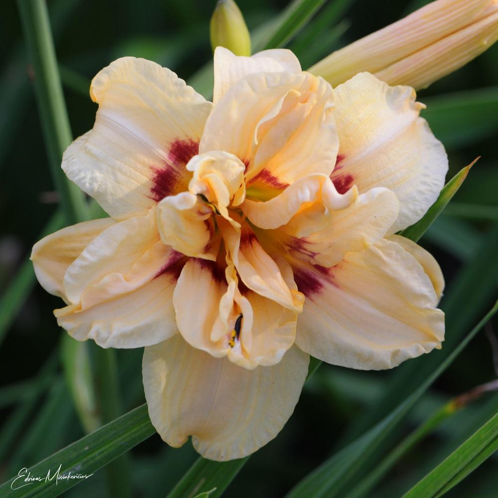 Photo of the bloom of Daylily (Hemerocallis 'Raspberry Ripple Cupcake ...