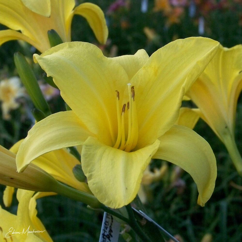 Photo of the bloom of Daylily (Hemerocallis 'Notify Ground Crew ...