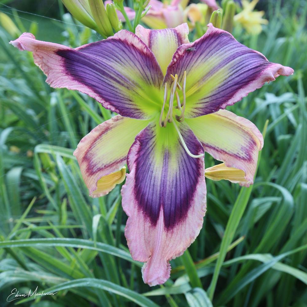 Photo of the bloom of Daylily (Hemerocallis 'Exotic Starfish') posted ...