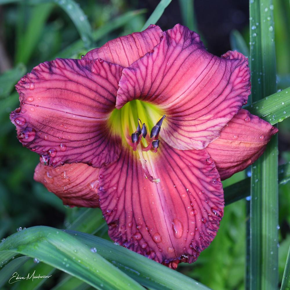 Photo of the bloom of Daylily (Hemerocallis 'Nowhere to Hide') posted by Edvinas - Garden.org