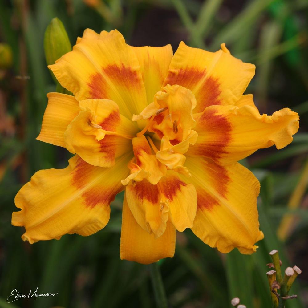 Photo of the bloom of Daylily (Hemerocallis 'Mayor of Cornatzer ...