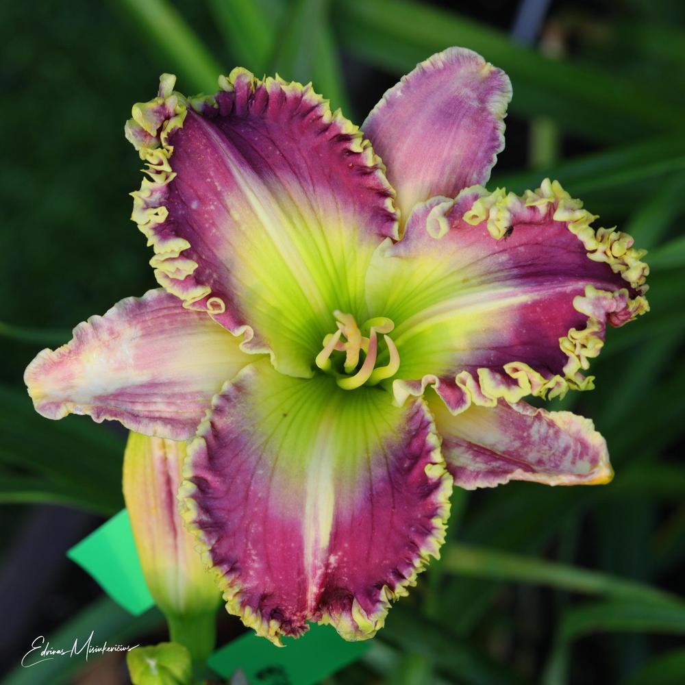 Photo of the bloom of Daylily (Hemerocallis 'Shock and Awe') posted by ...