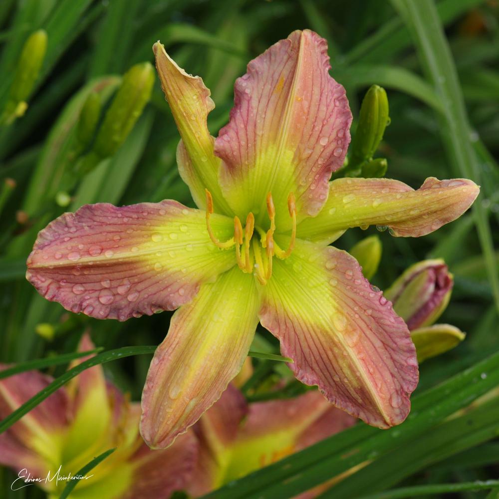 Photo of the bloom of Daylily (Hemerocallis 'Prague Spring') posted by ...