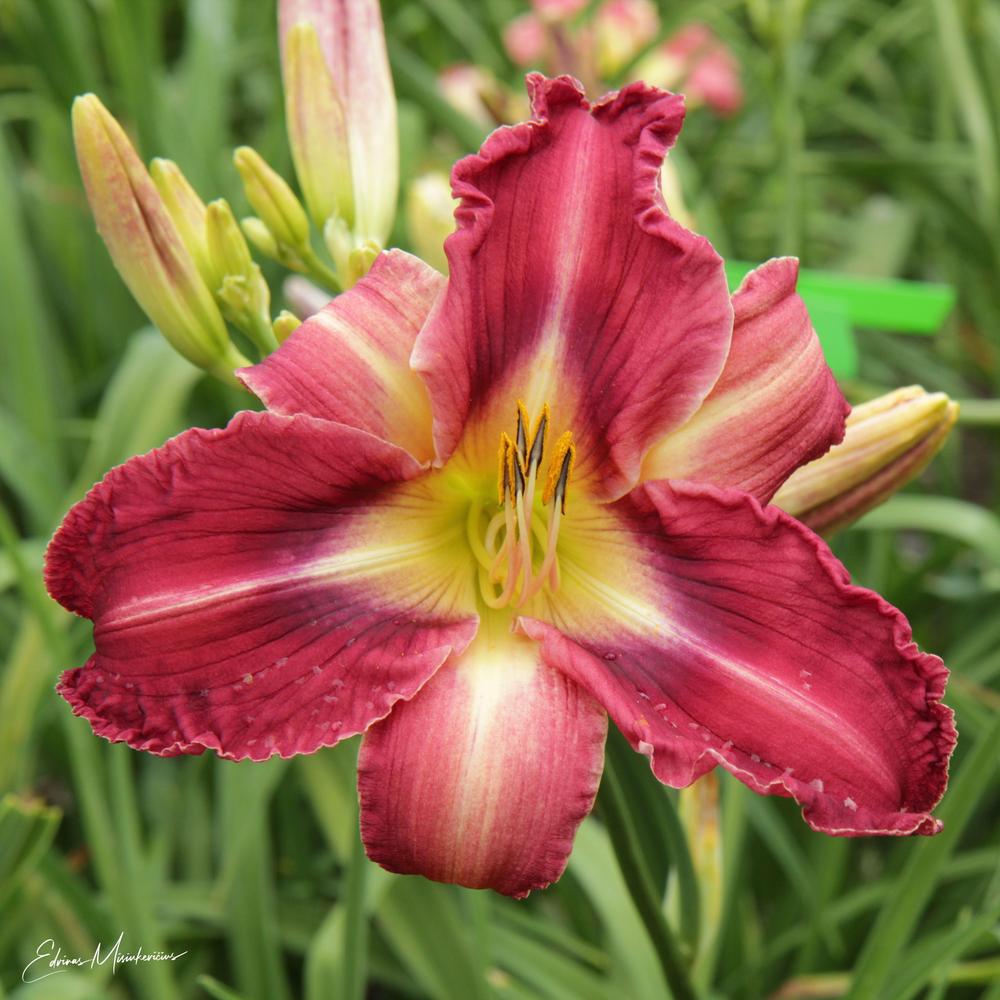 Daylily (Hemerocallis 'Papa Goose Gets Jiggy') in the Daylilies ...