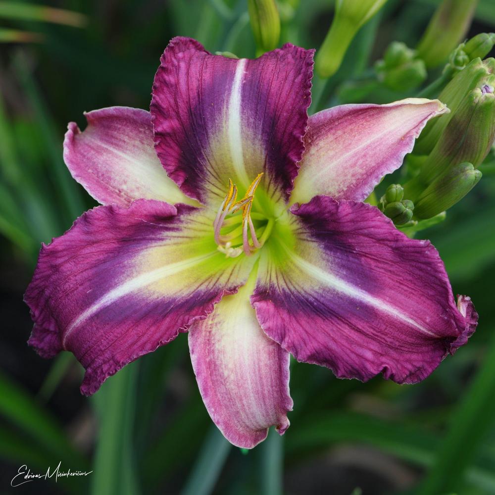 Photo of the bloom of Daylily (Hemerocallis 'Clown Without Pity ...