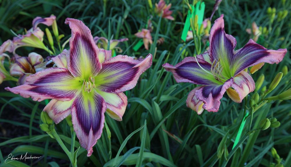 Photo of the bloom of Daylily (Hemerocallis 'Exotic Starfish') posted ...