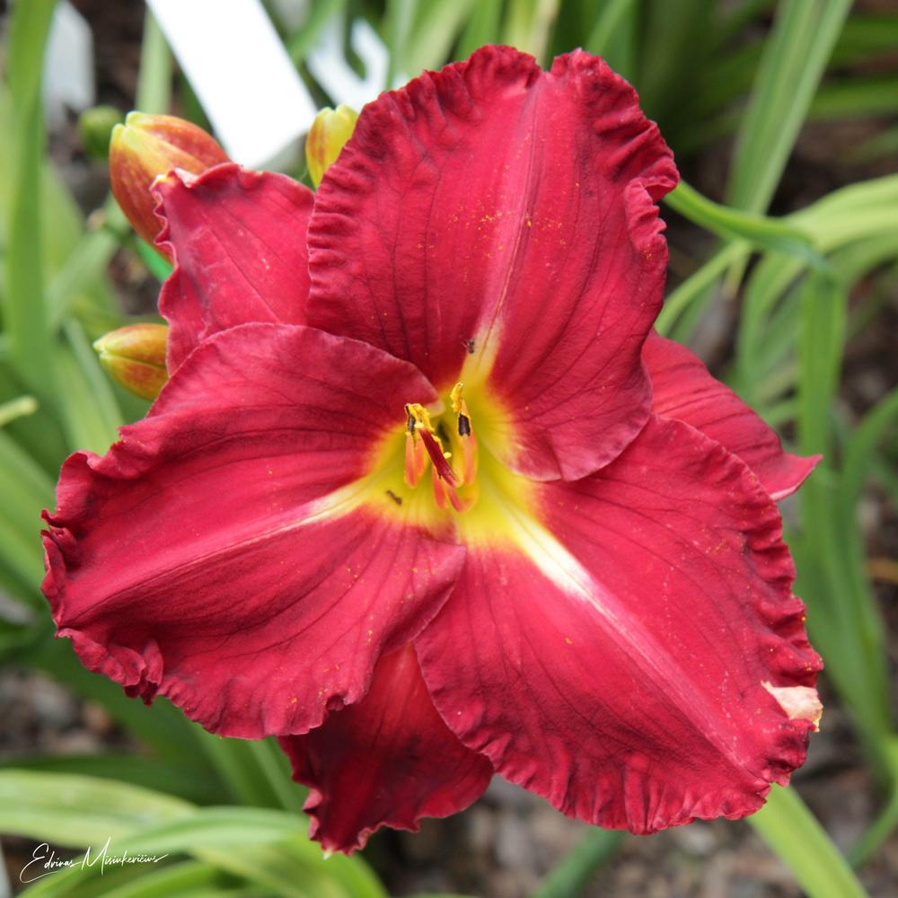 Photo of the bloom of Daylily (Hemerocallis 'Ruth Oliver') posted by ...