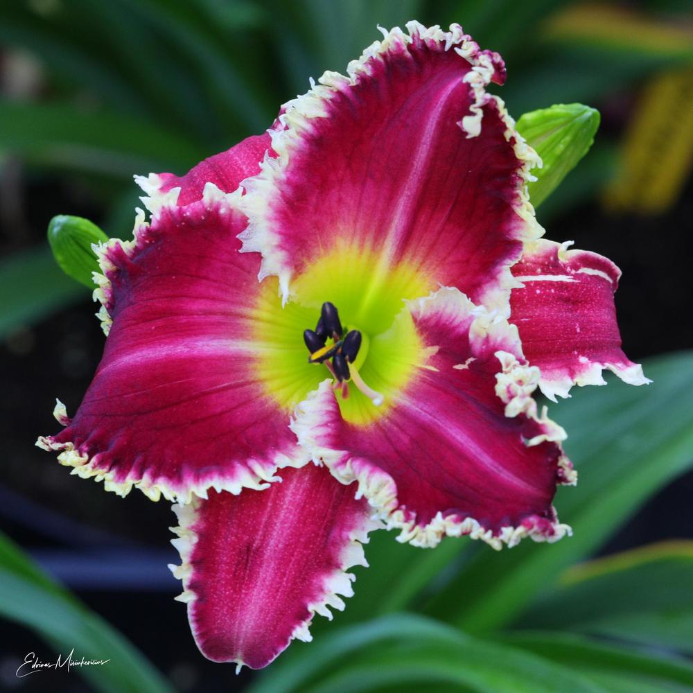 Photo of the bloom of Daylily (Hemerocallis 'Shark Infested Waters ...