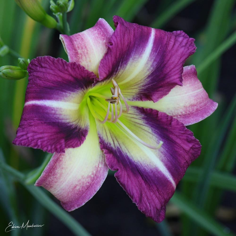 Daylily (Hemerocallis 'Clown Without Pity') in the Daylilies Database ...