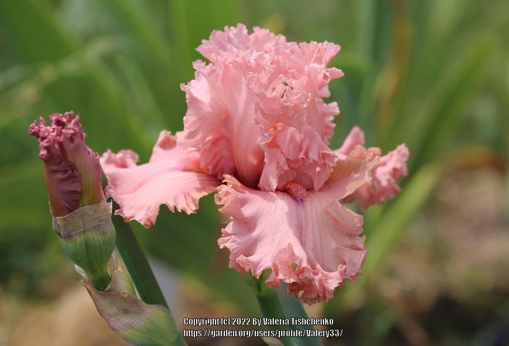 Photo of the bloom of Tall Bearded Iris (Iris 'Star Turn') posted by ...