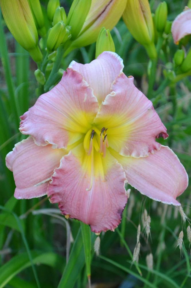 Photo of the bloom of Daylily (Hemerocallis 'Rose Victorious') posted ...