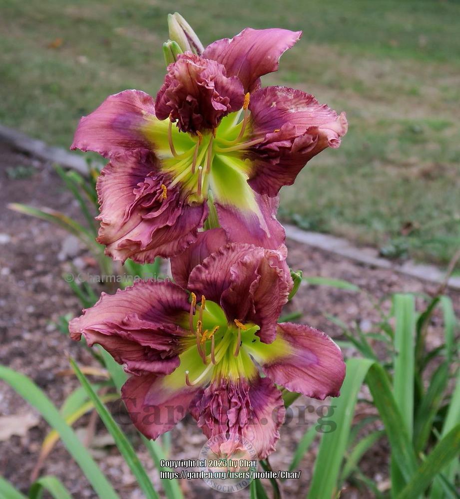Photo of the entire plant of Daylily (Hemerocallis 'Emperor's Crocodile') posted by Char ...
