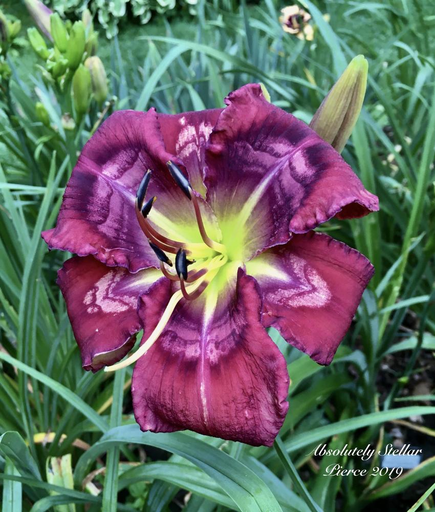 Photo of the bloom of Daylily (Hemerocallis 'Absolutely Stellar ...