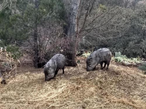 Elk resistant plants in the Ask a Question forum - Garden.org