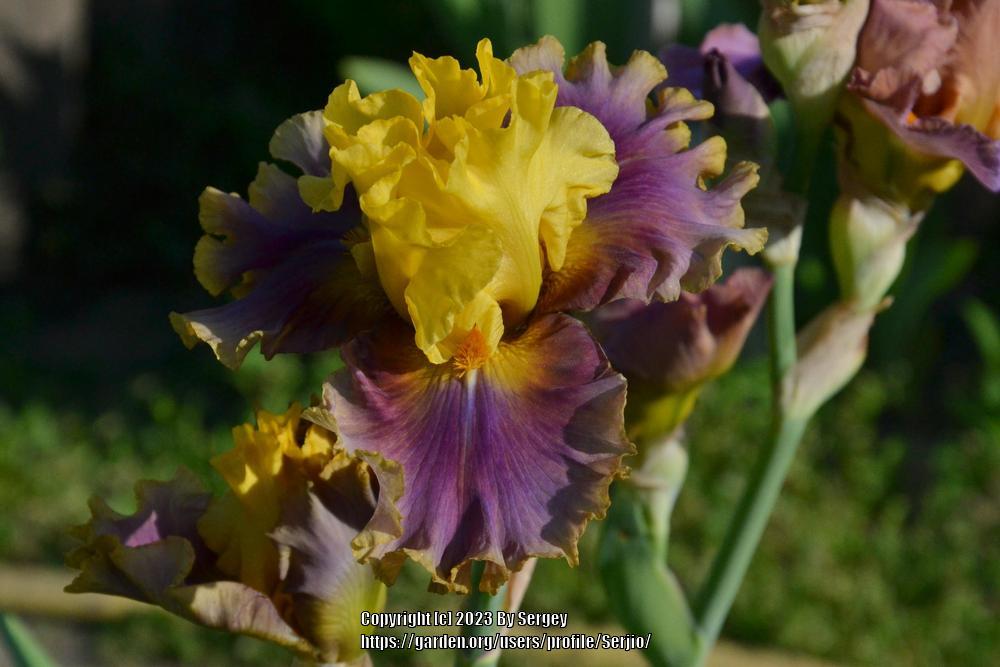 Photo of the bloom of Tall Bearded Iris (Iris 'Arts and Crafts') posted by Serjio - Garden.org