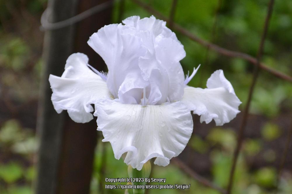 Photo of the bloom of Tall Bearded Iris (Iris 'Battlestar Atlantis') posted by Serjio - Garden.org