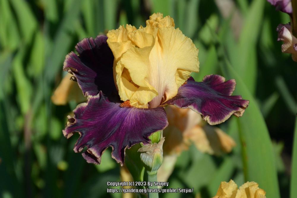Photo of the bloom of Tall Bearded Iris (Iris 'Be Mine Tonight') posted ...