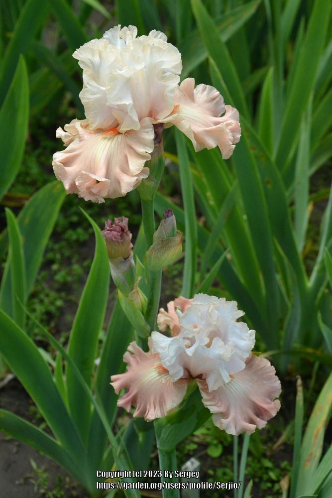 Photo of the bloom of Tall Bearded Iris (Iris 'Bashful Love') posted by ...