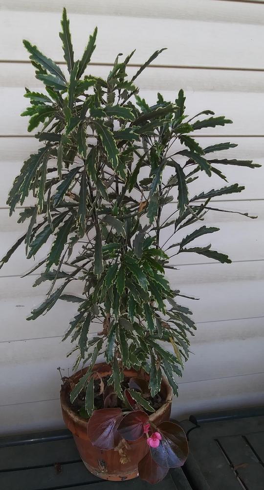 False Aralia (Plerandra elegantissima 'Gold Crest') - Garden.org