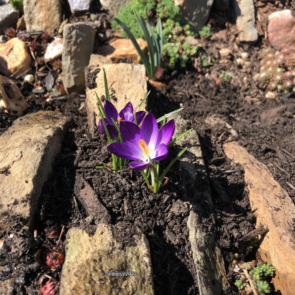 Photo of the entire plant of Crocus (Crocus vernus 'Twilight') posted ...