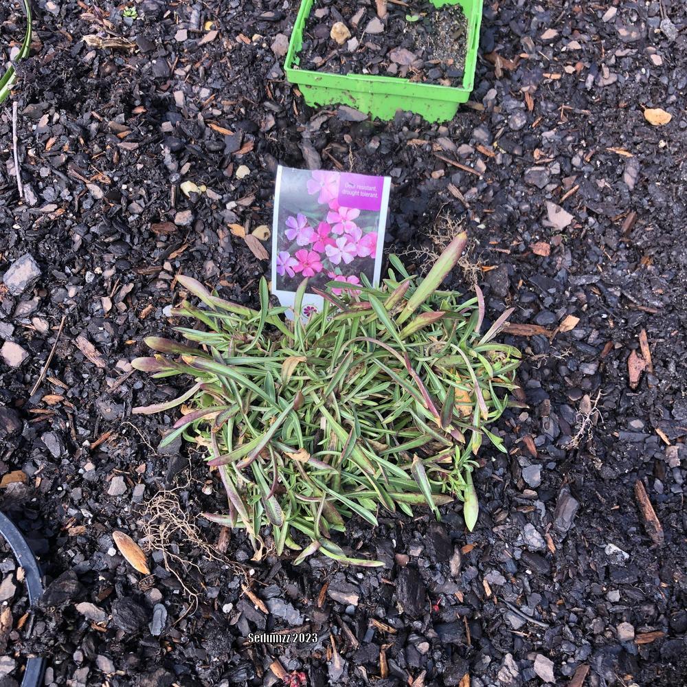 Photo of the entire plant of Carolina Pink (Silene caroliniana 'Short ...