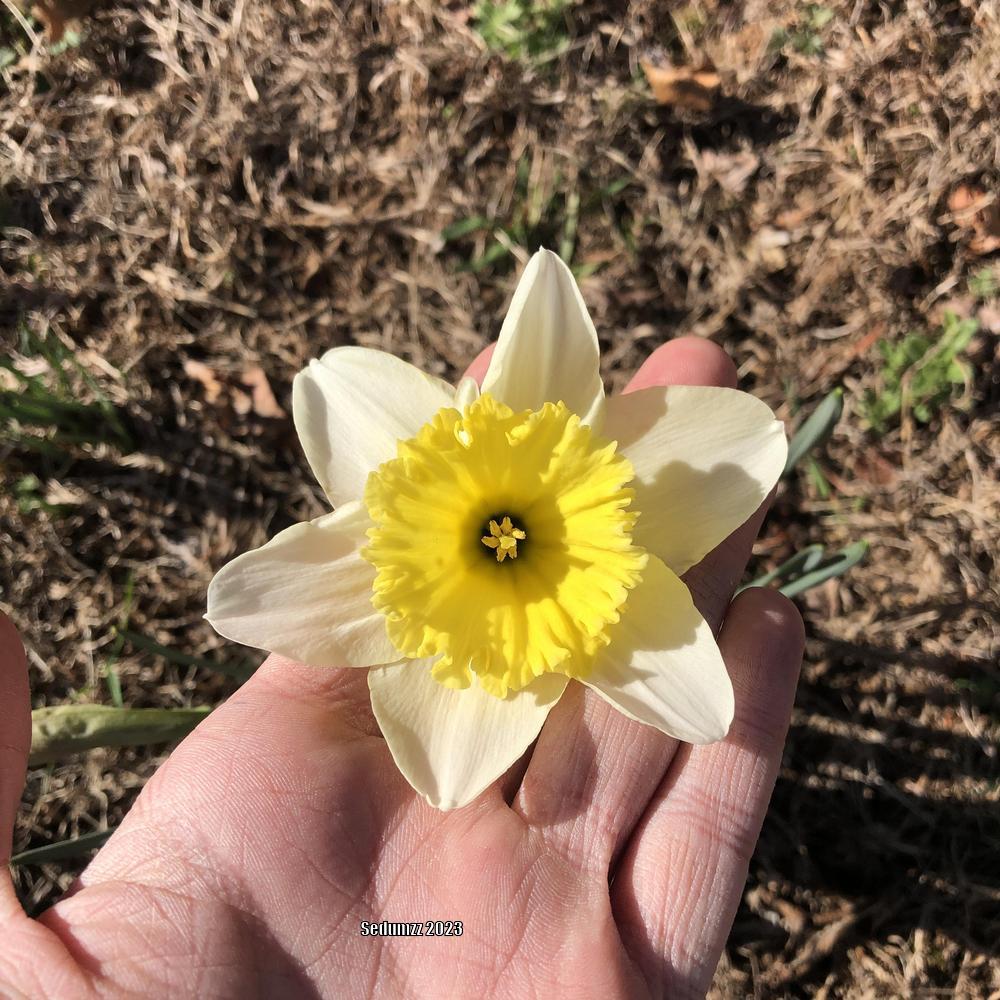 Photo of the bloom of Large-Cupped Daffodil (Narcissus 'Ice Follies ...