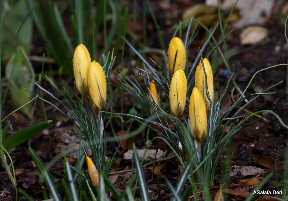 Photo of the bloom of Dutch Crocus (Crocus 'Yellow Mammoth') posted by ...