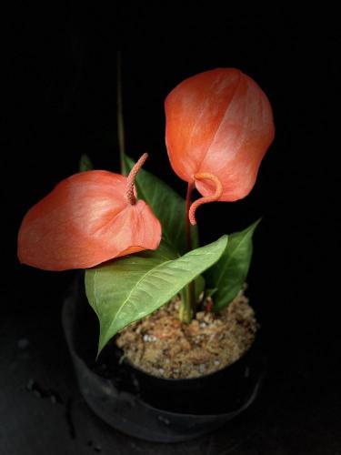 'Endless Forms Most Beautiful' The aroid photo gallery in the ...